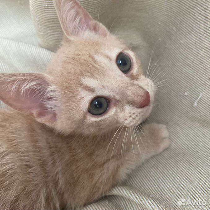 Котёнок мальчик персиковой окраски в добрые руки