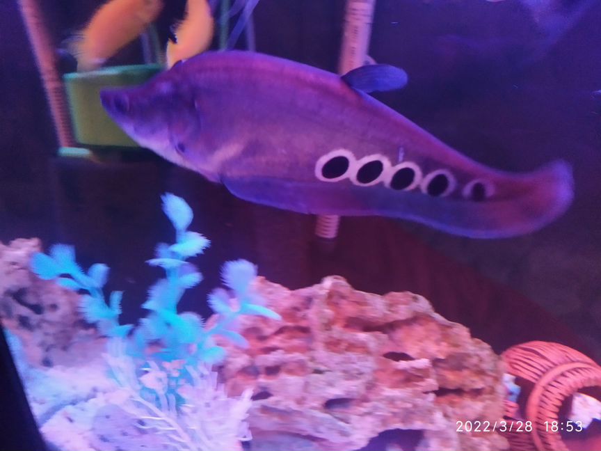 Продам рыбу