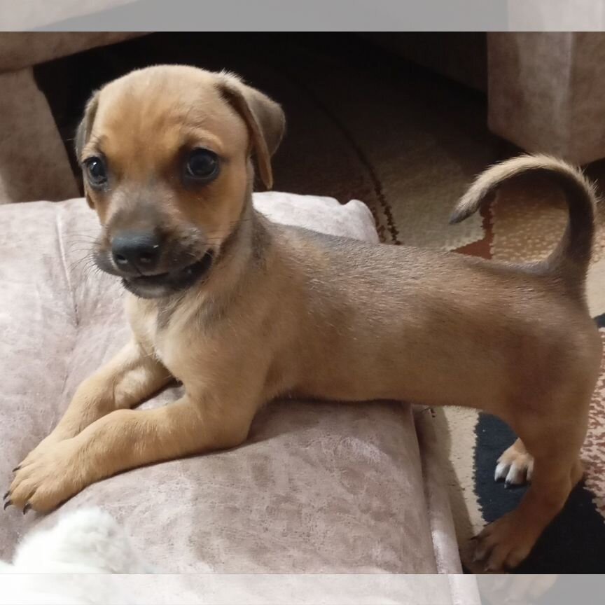 Щенок в добрые руки