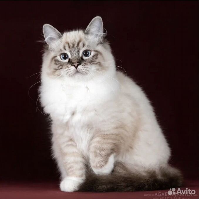 Рэгдолл Деми Мурр