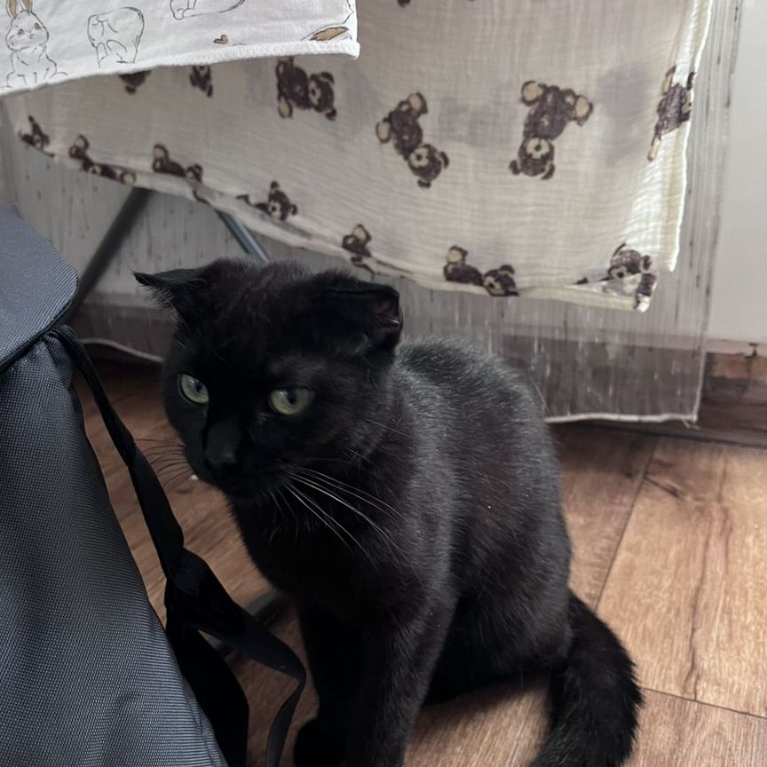 Кошка