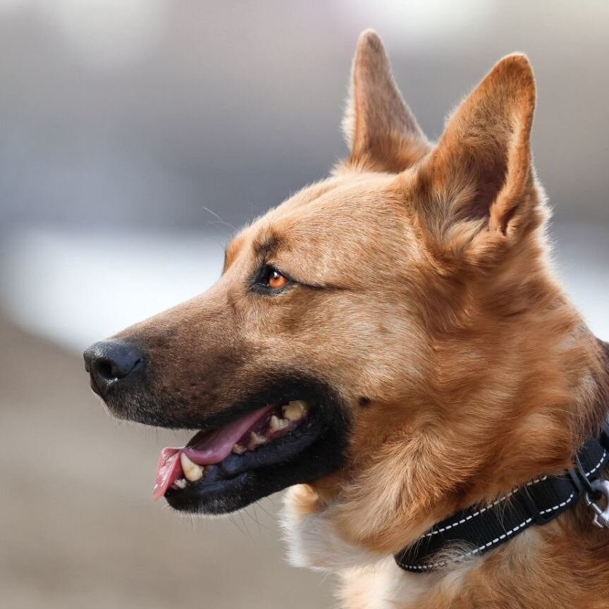 Нежный пёс Начос в добрые руки