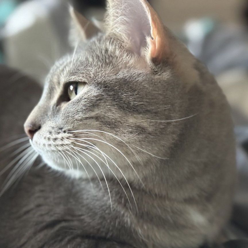 Взрослая, кошка в добрые руки