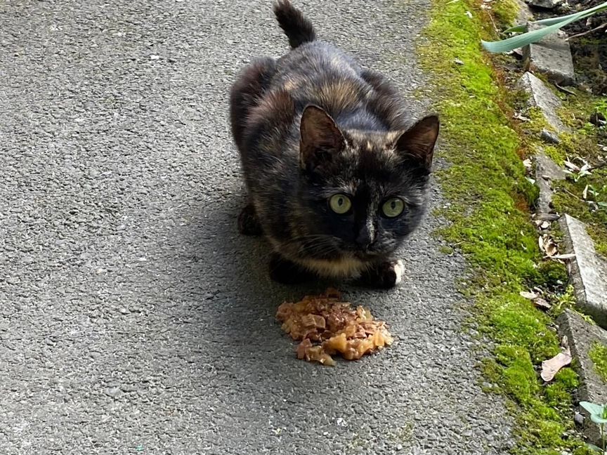 Черепашковая кошечка подросток в добрые руки