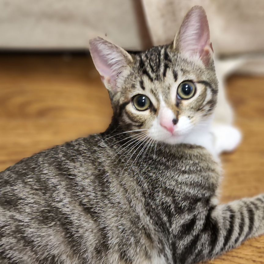 Веселые и общительные полосатые котята