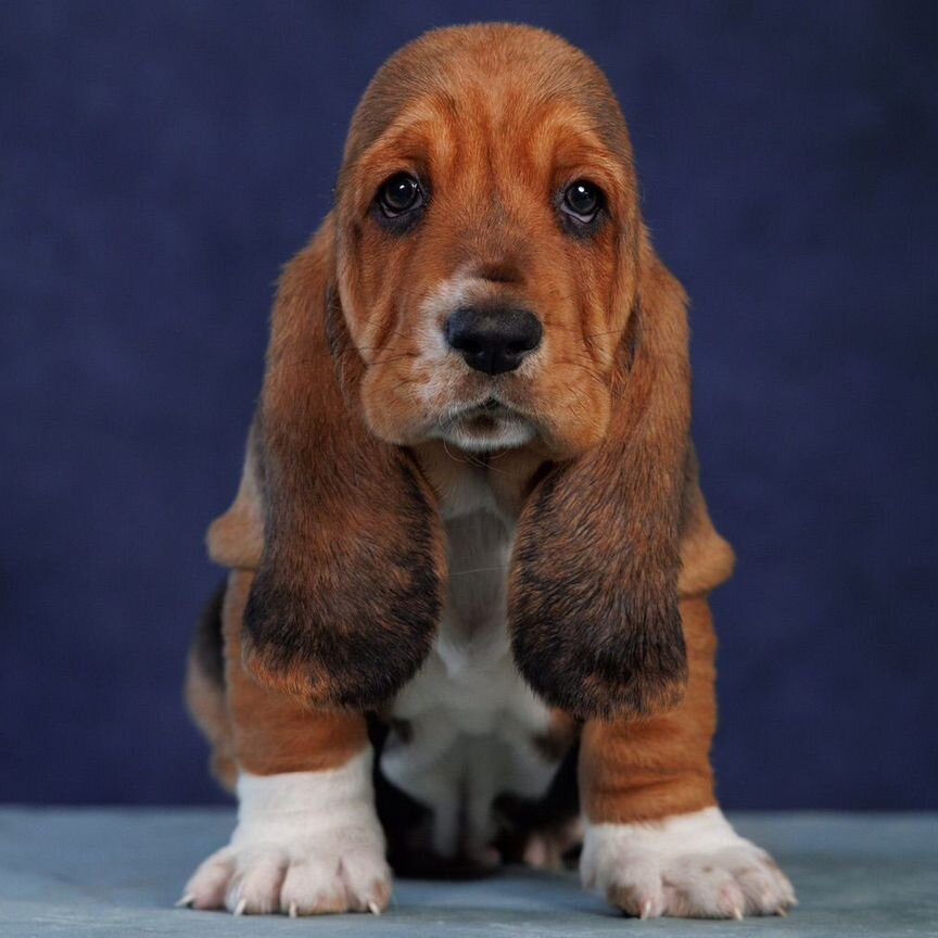 Бассет-хаунд, щенок