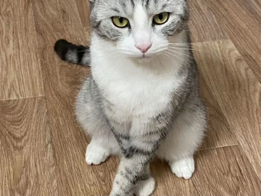 Кот