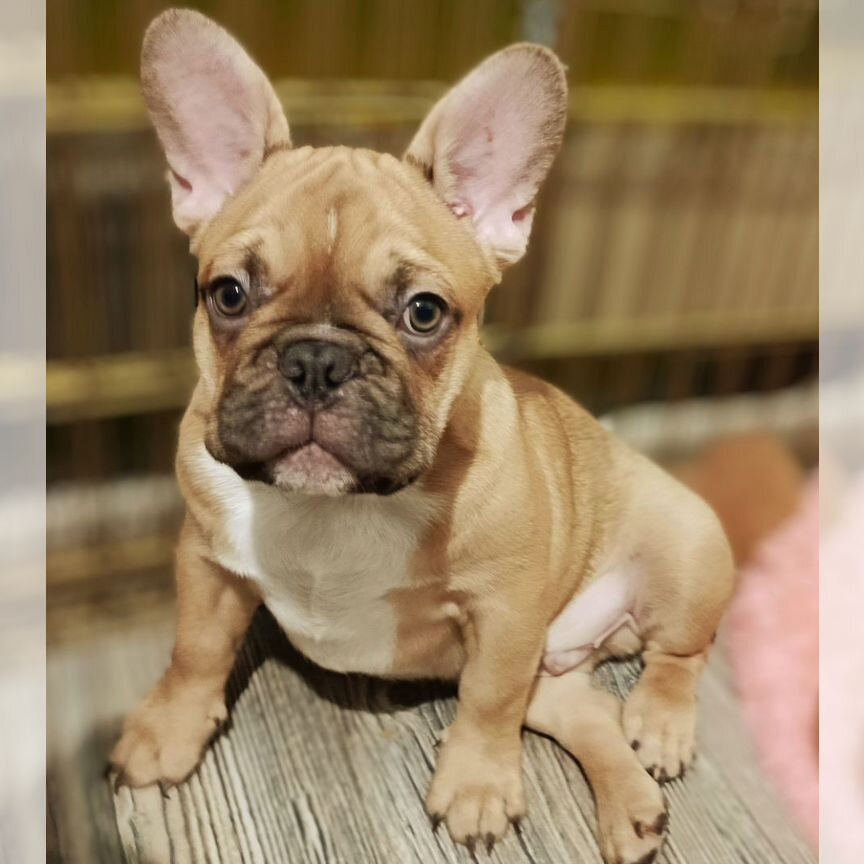 Французский бульдог, щенок