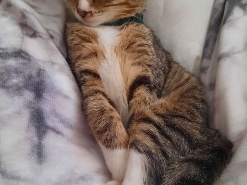 Кошка в дар