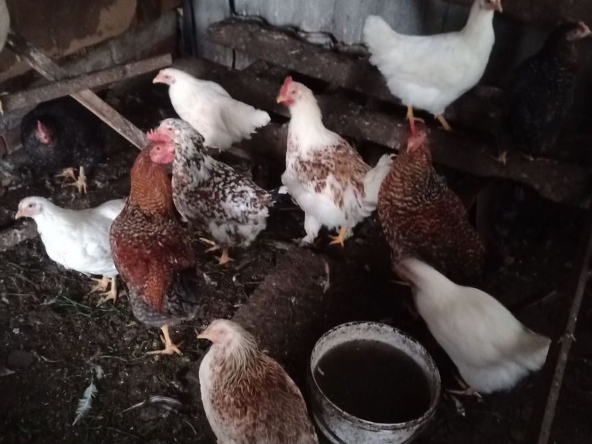 Куры молодки несушки