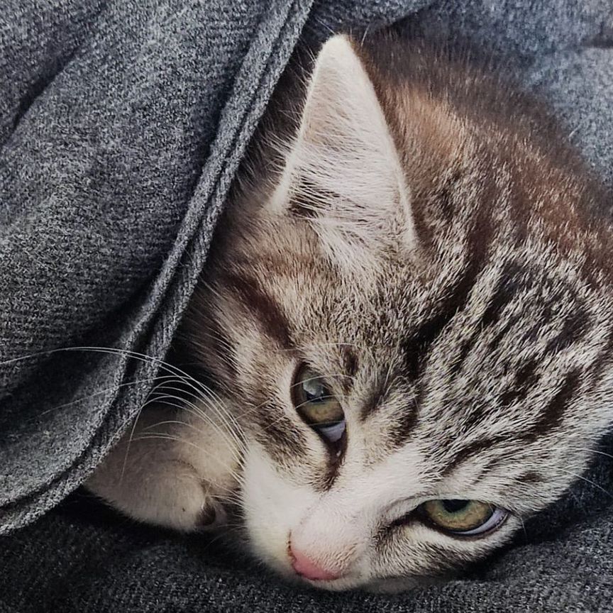 Котëнок