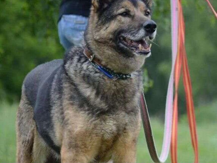 Небольшой пёс в добрые руки