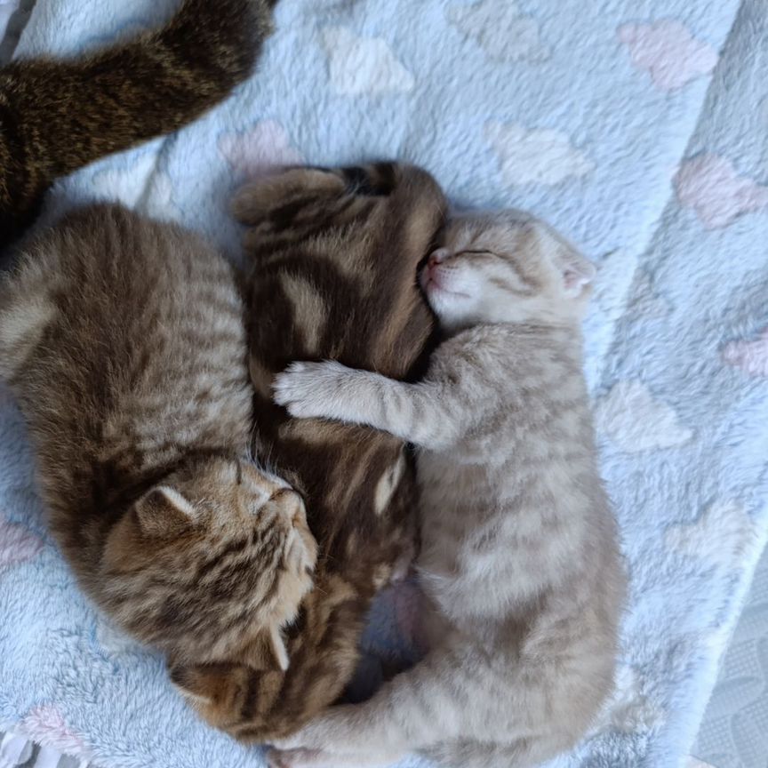 Шотландские котята