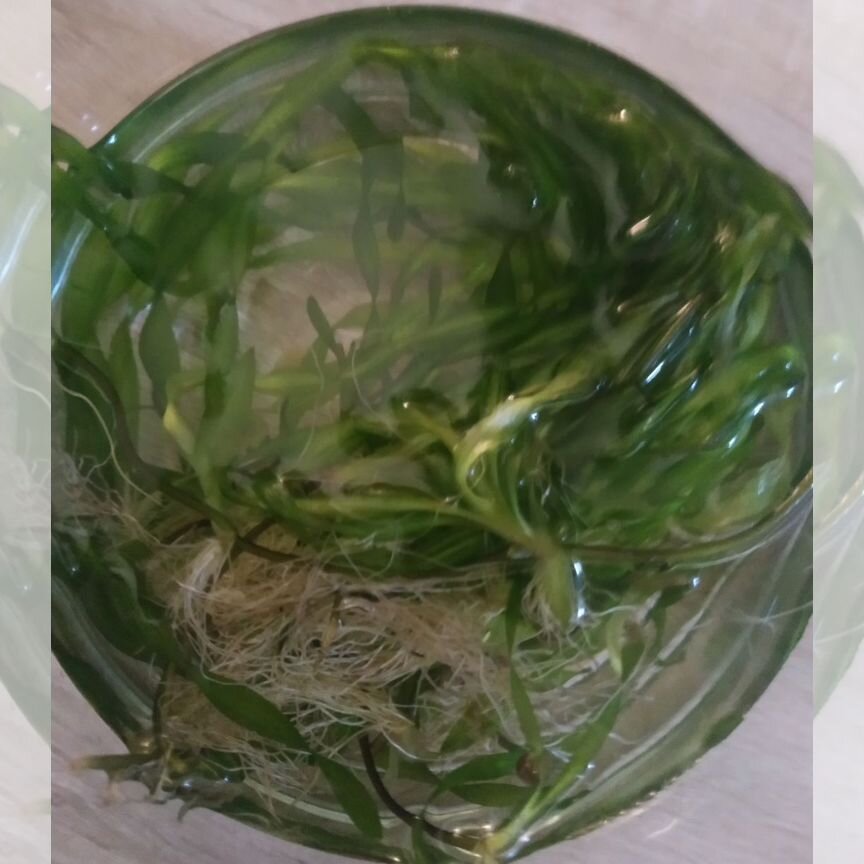 Аквариумные растения