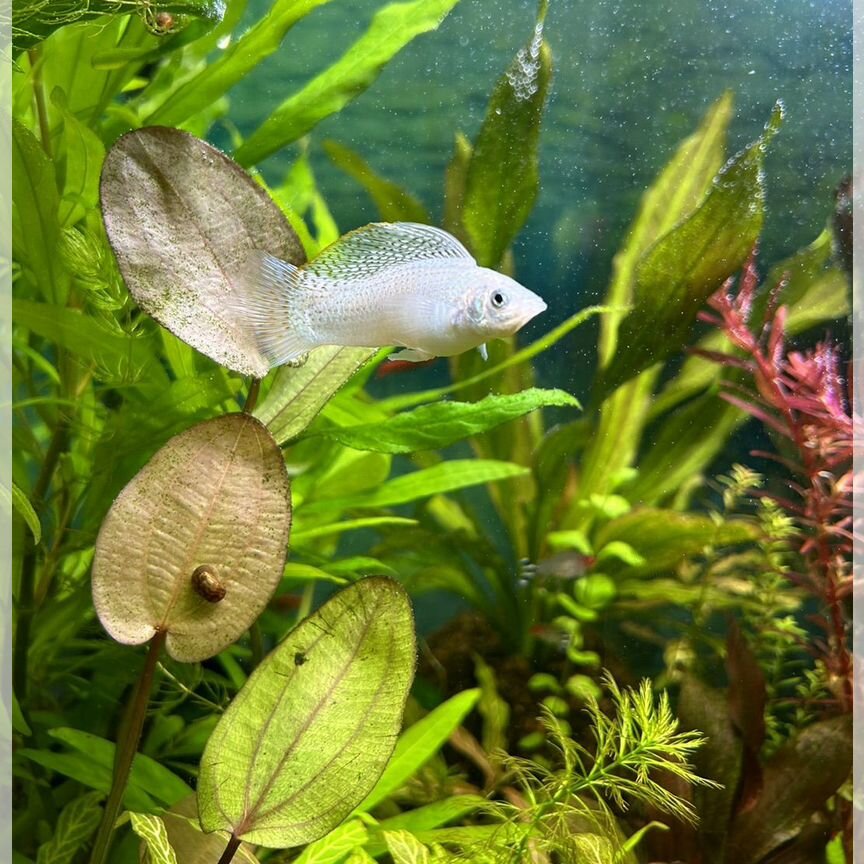 Аквариумные рыбки и аквариум