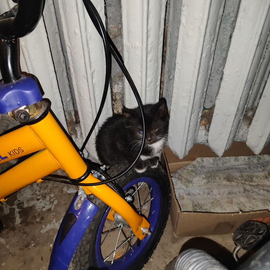 Котята в добрые руки бесплатно