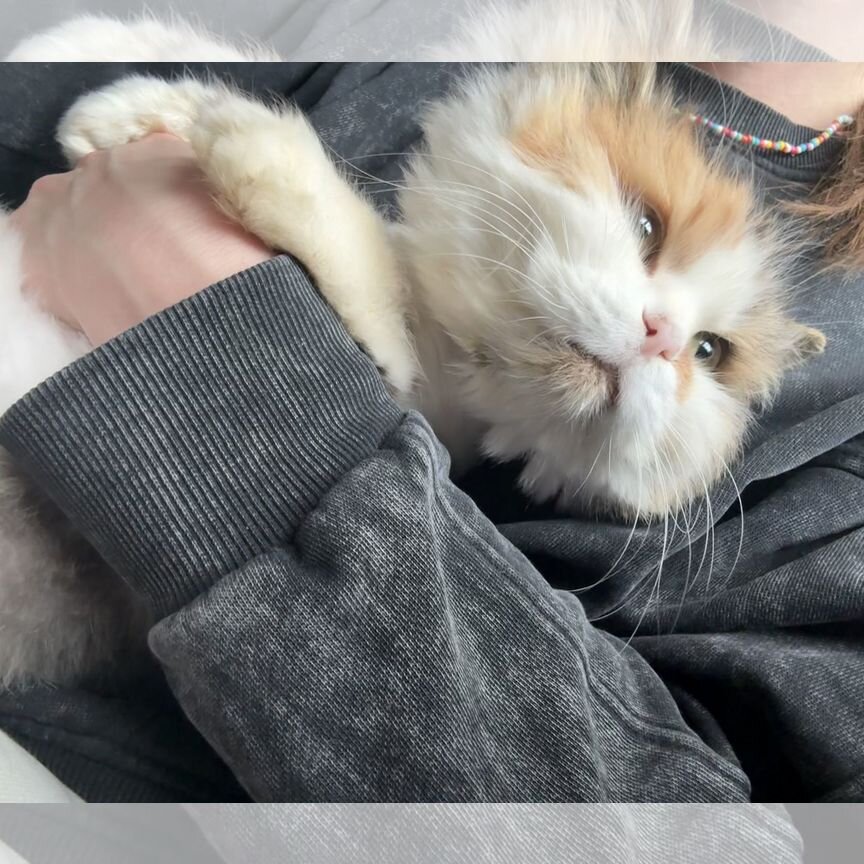 Взрослая, кошка в добрые руки