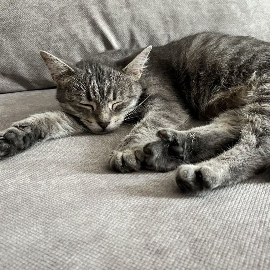 Кошка в добрые руки