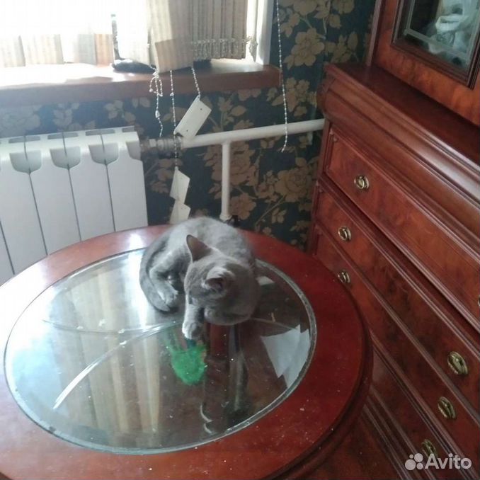 Котенок британец 2 месяца