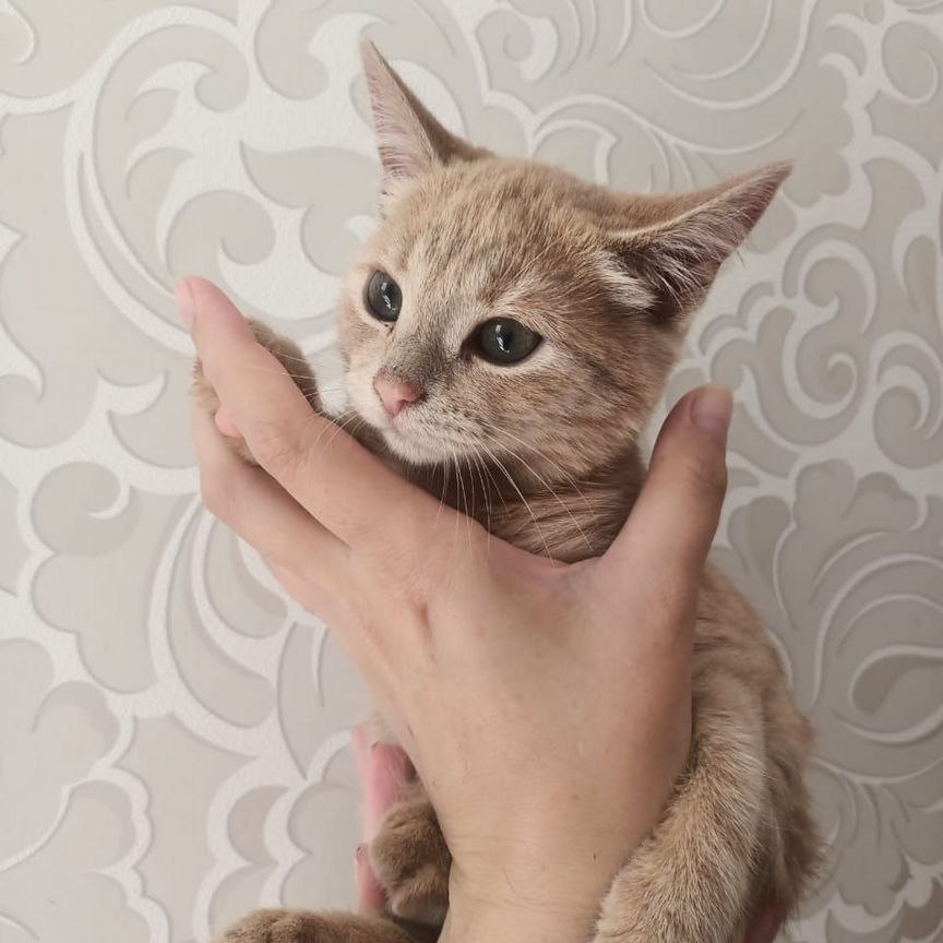 Рыжий котенок девочка