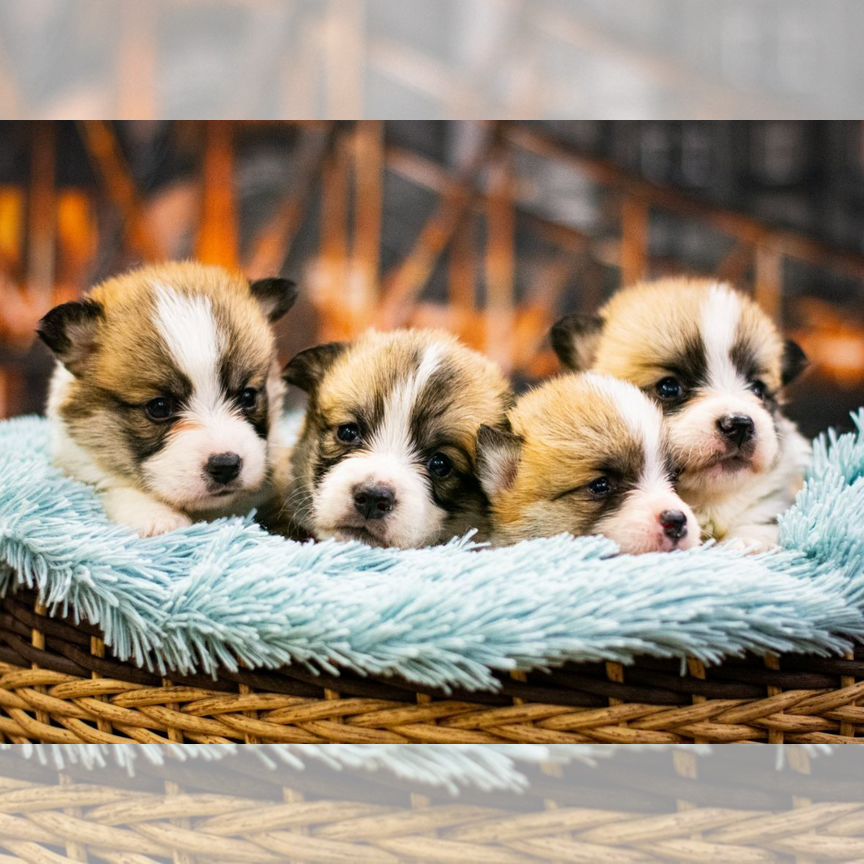 Вельш Корги Пемброк, щенок