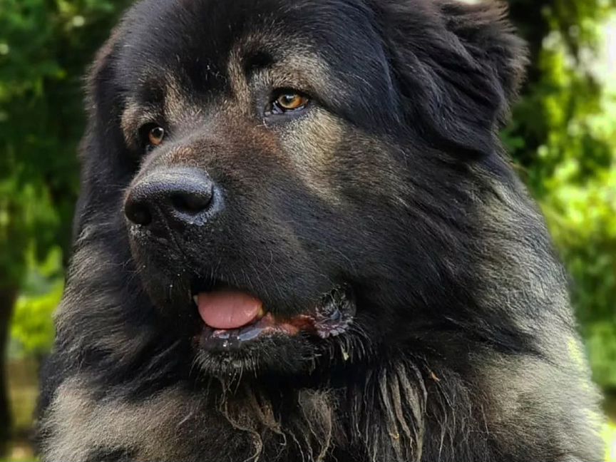 Собаки