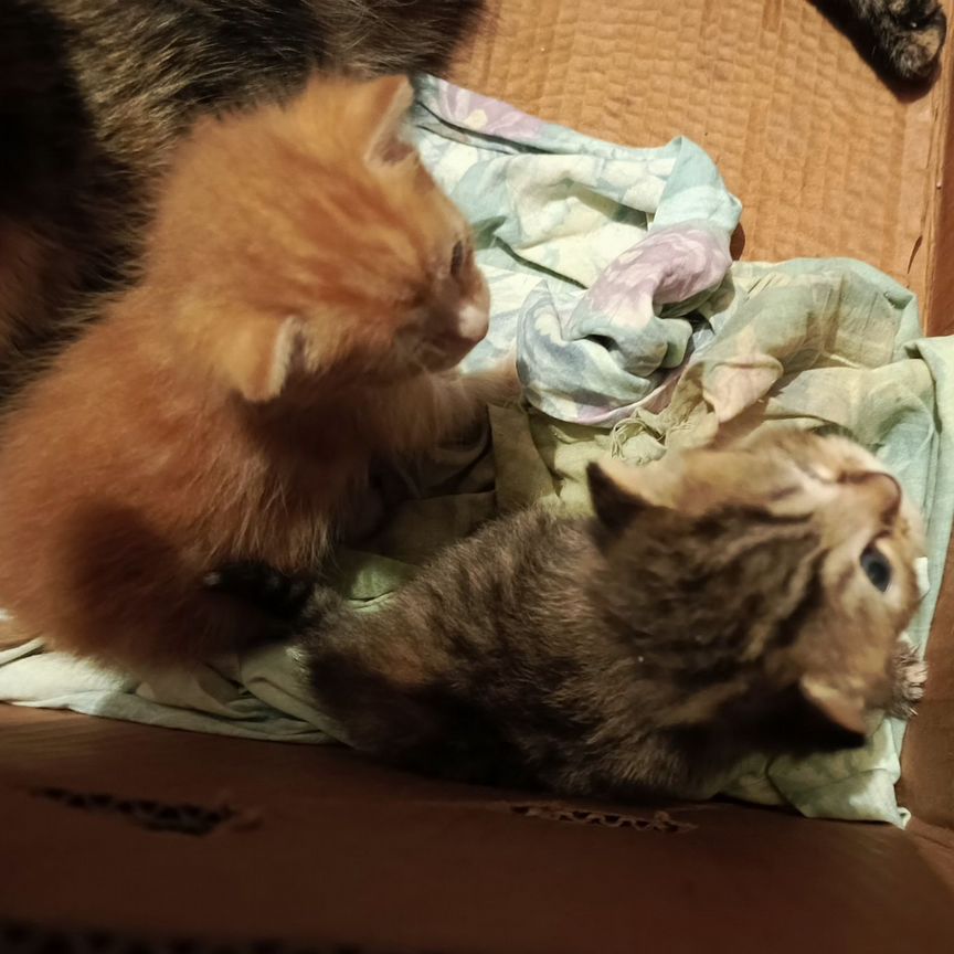 Котёнок в добрые руки