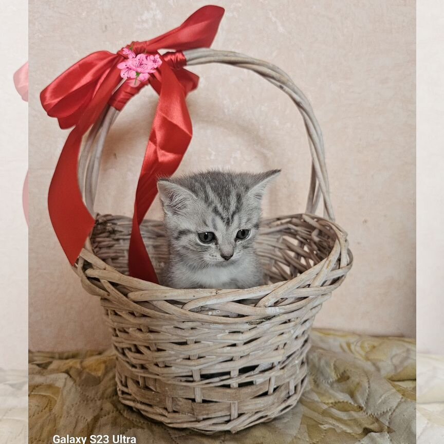 Котята британцы/шотландцы
