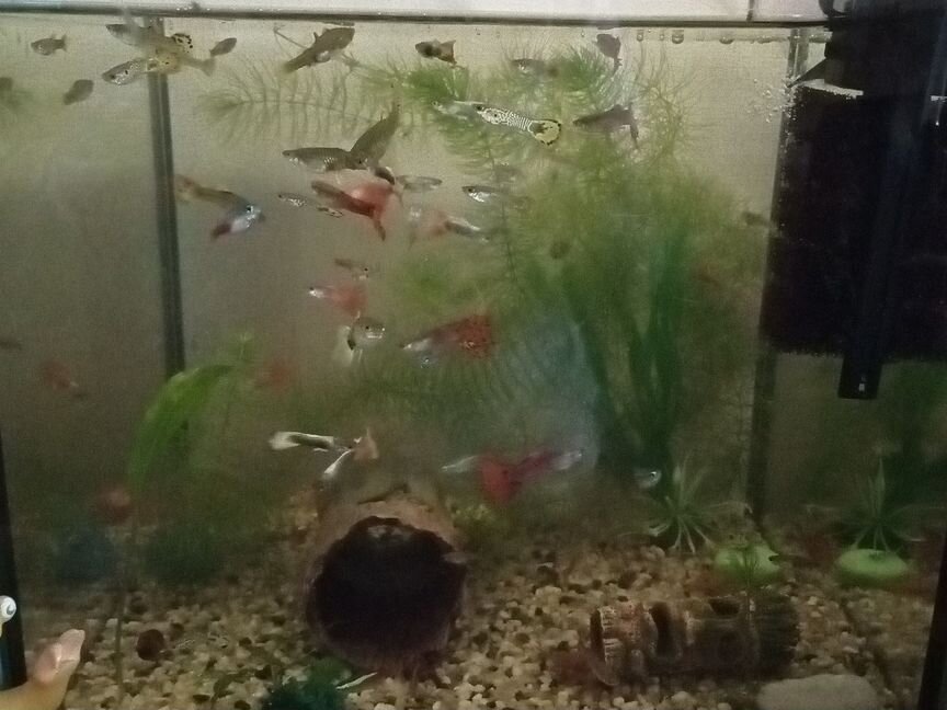 Аквариумные рыбки гуппи