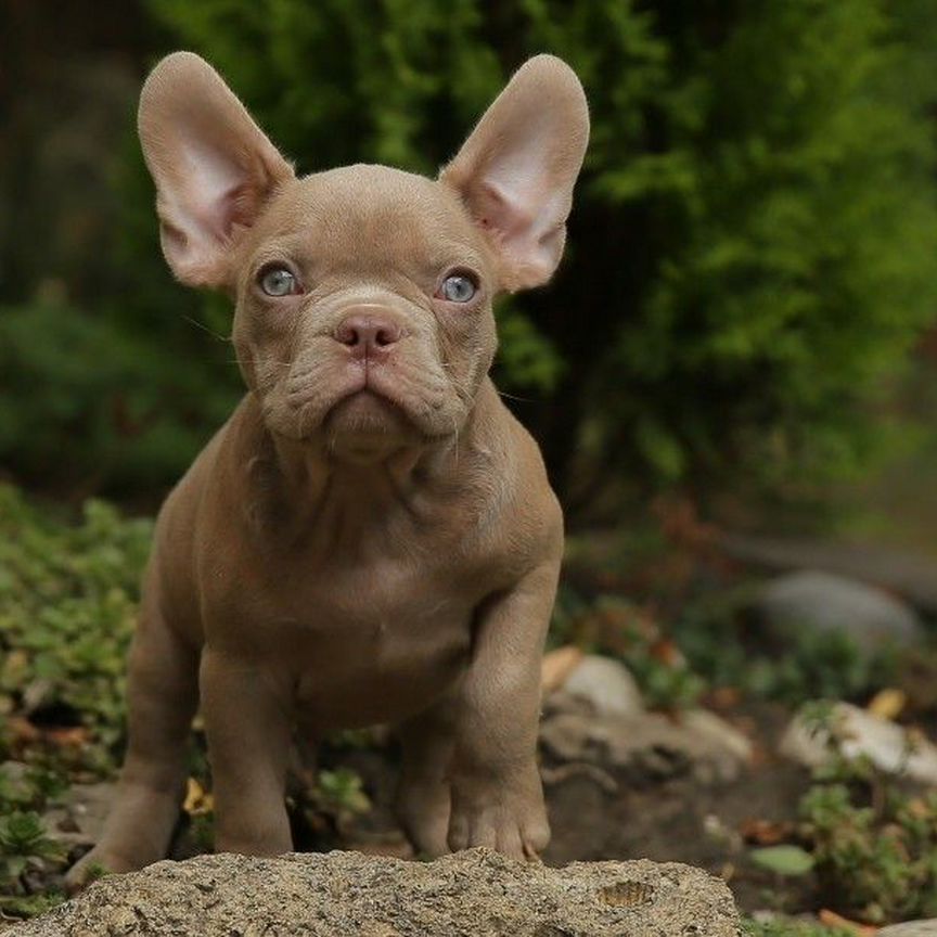 Нереальный малыш с голубыми глазами привит