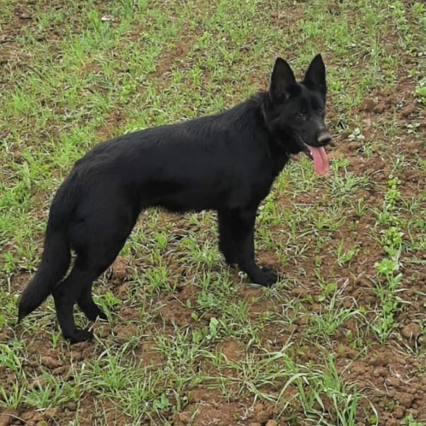 Продам немецкую овчарку