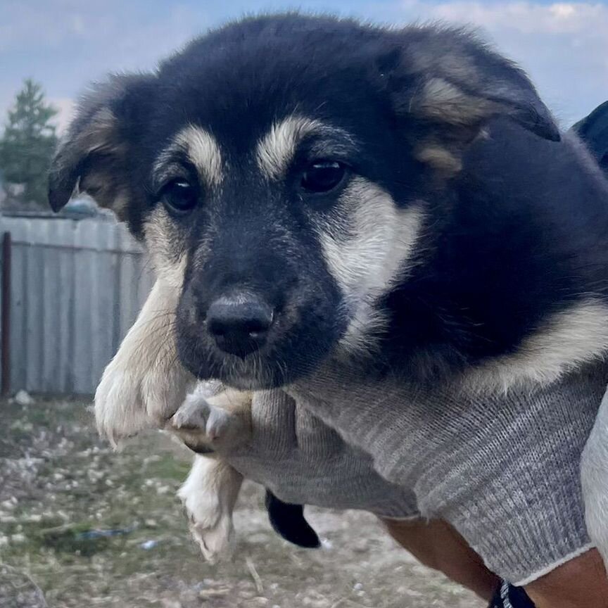Малышка ищет дом