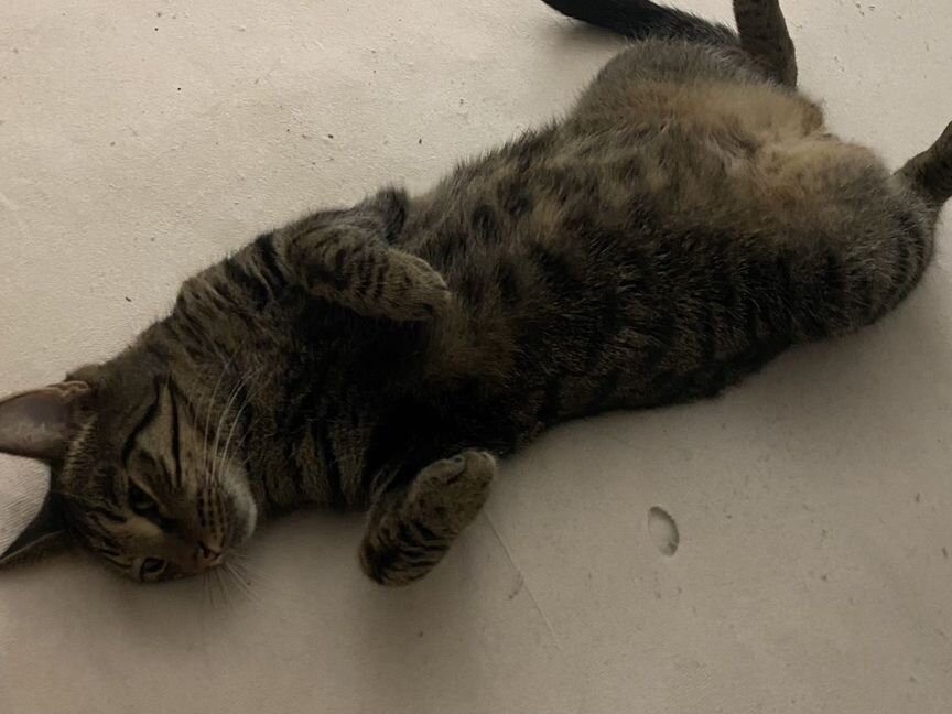 Кот в добрые руки