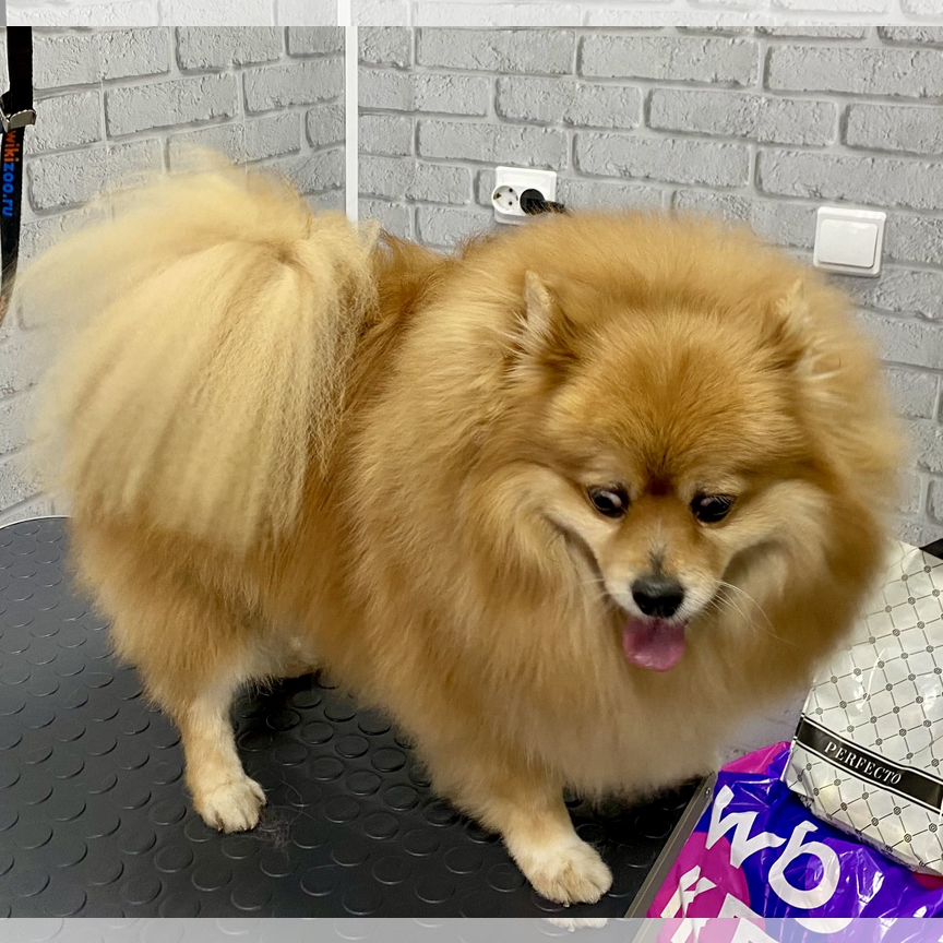 Немецкий шпиц, взрослая собака