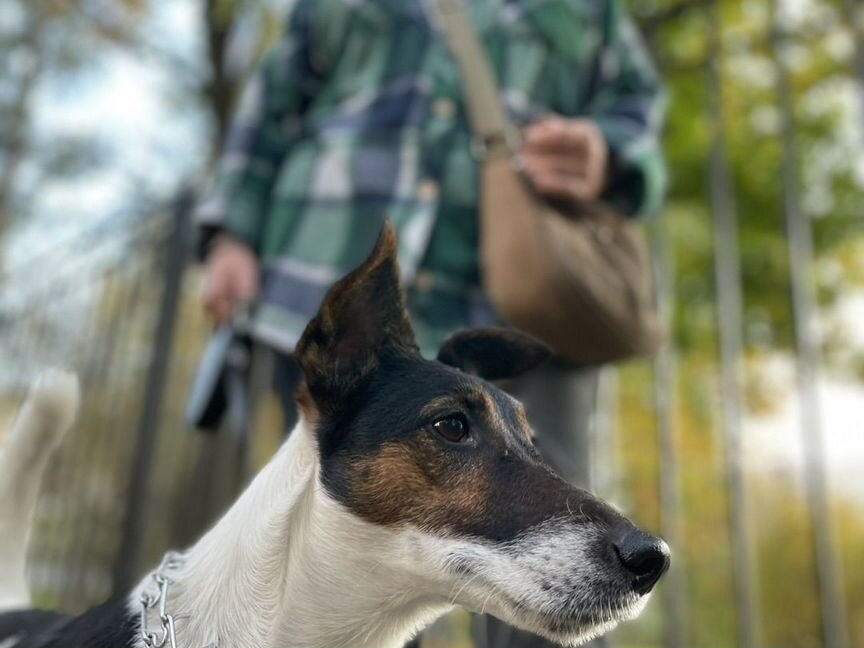 Фокстерьер гладкошерстный кобель3,5 года