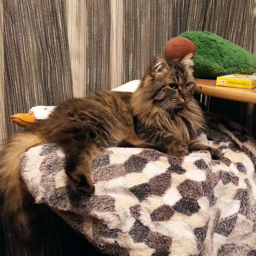 Нашлась кошка