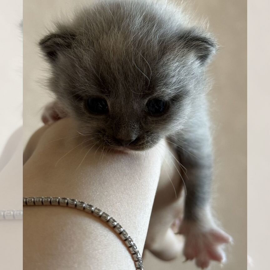 Британский короткошёрстный котёнок