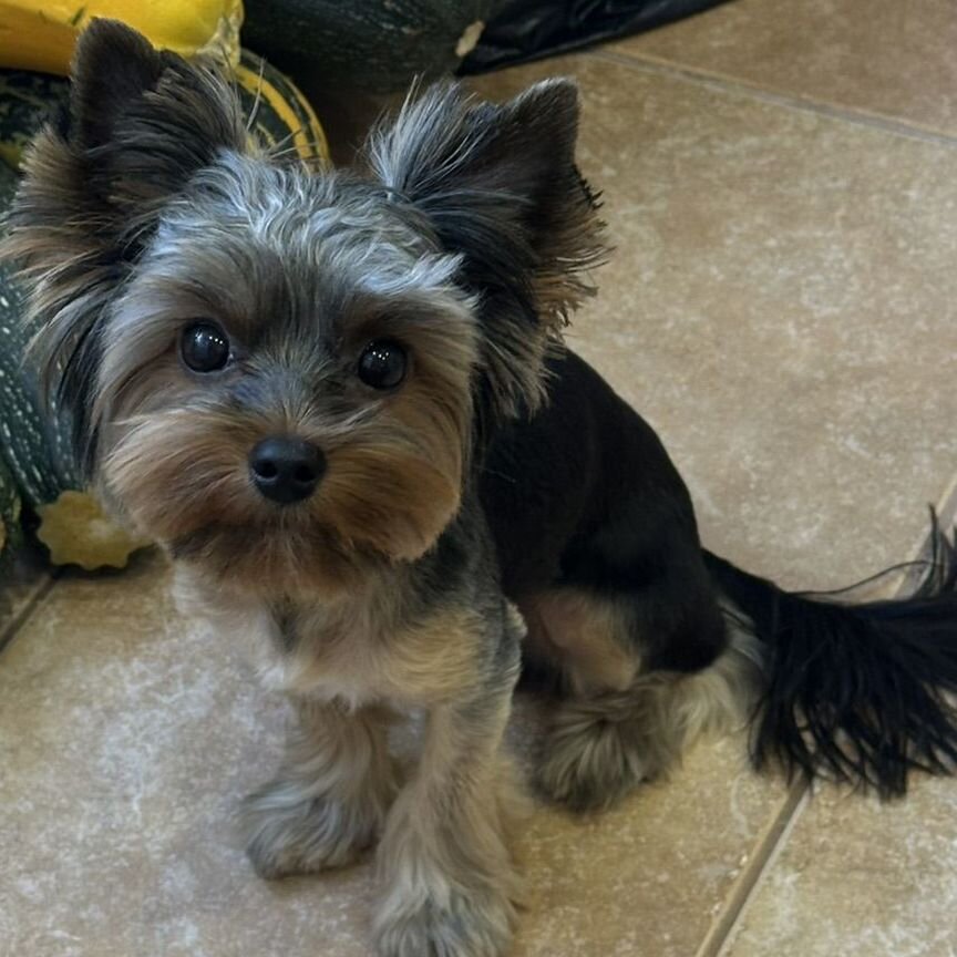 Йорк вязка мальчик