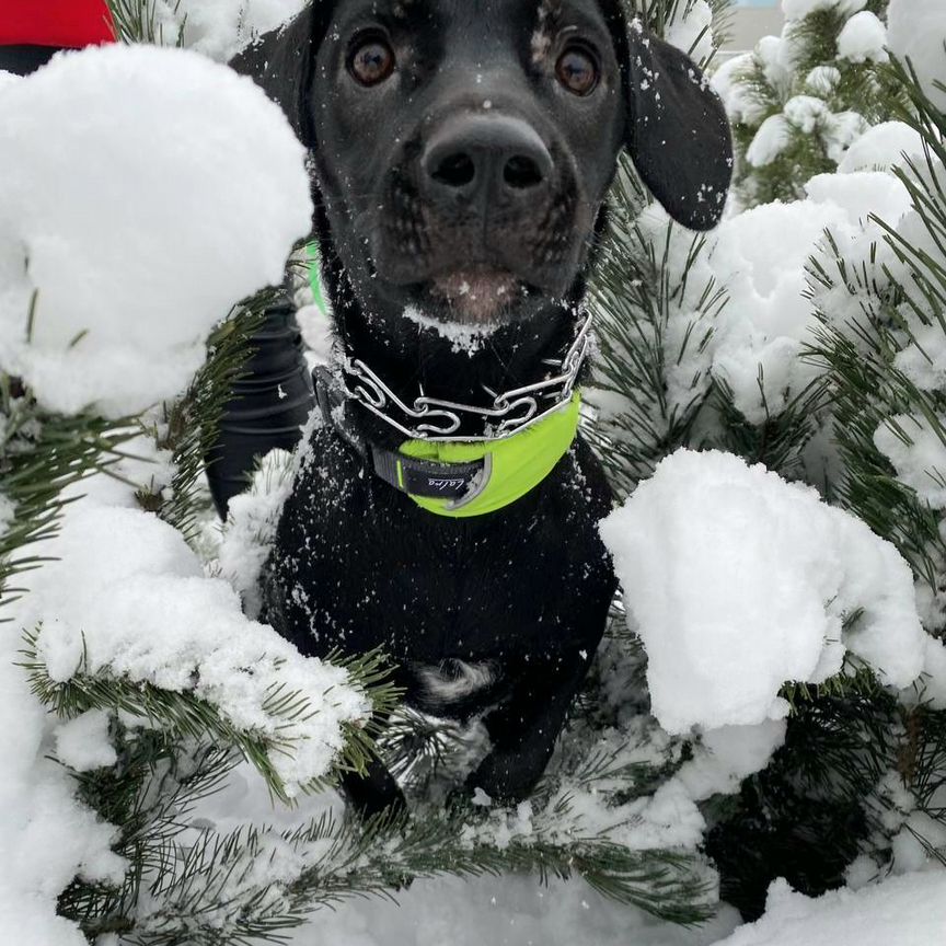 Молодая собака кобель в хорошие руки