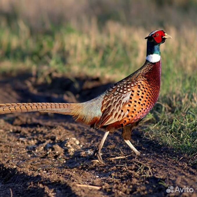 Фазан, куропатка, для охоты