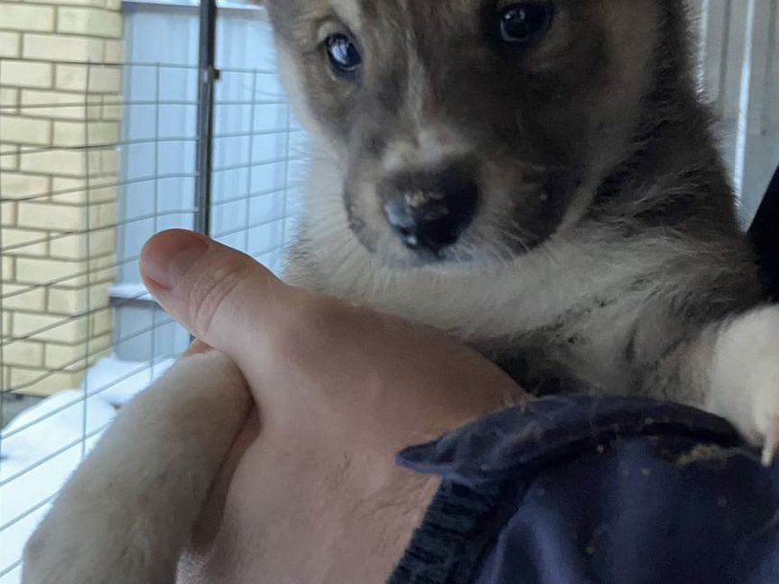 Щенки лайки