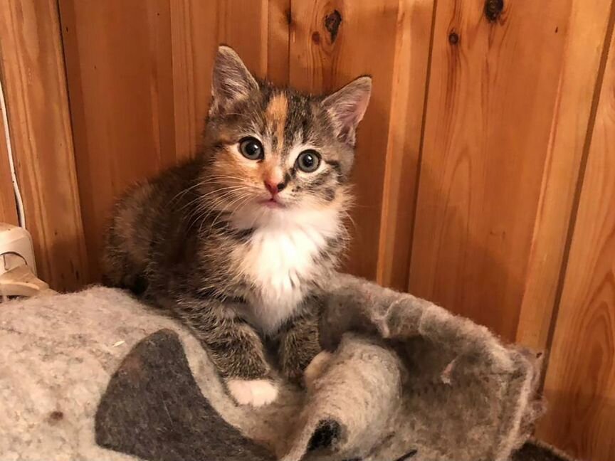 Котенок Элис