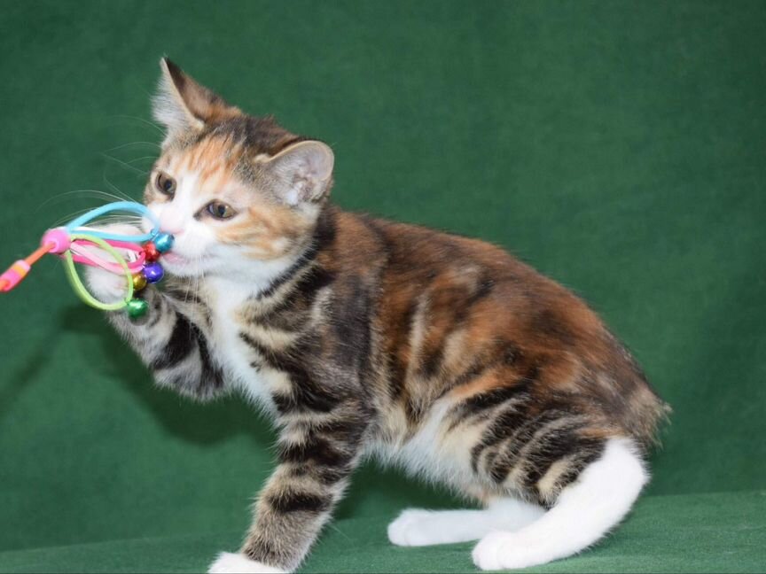 Клубная девочка курильского бобтейла