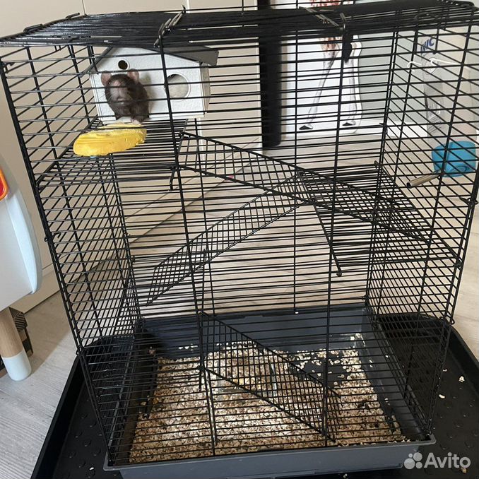 Крыса домашняя