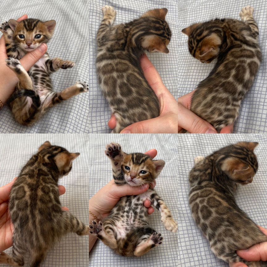 Бенгальские золотые котята, питомник