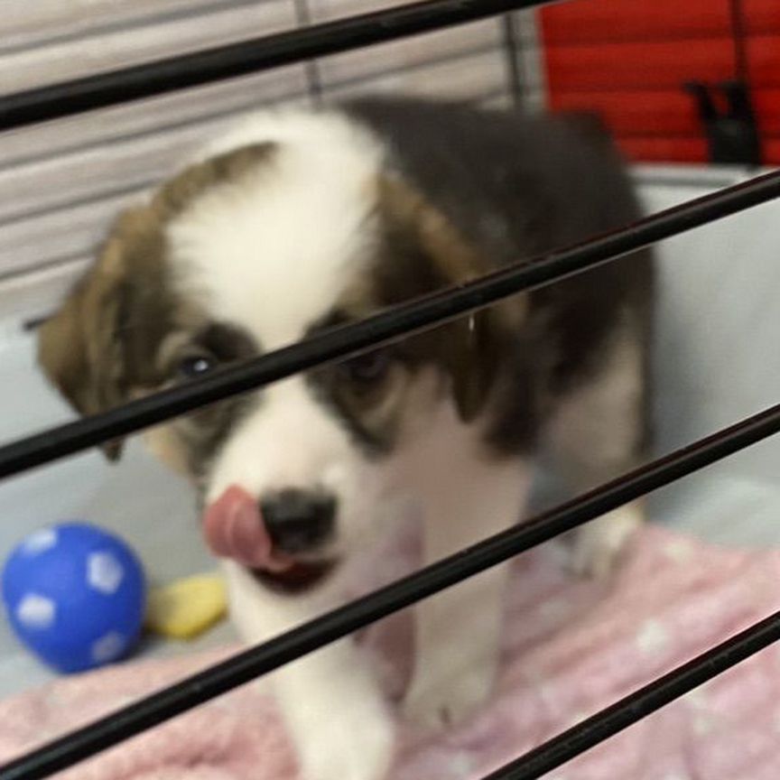 Собаки бесплатно