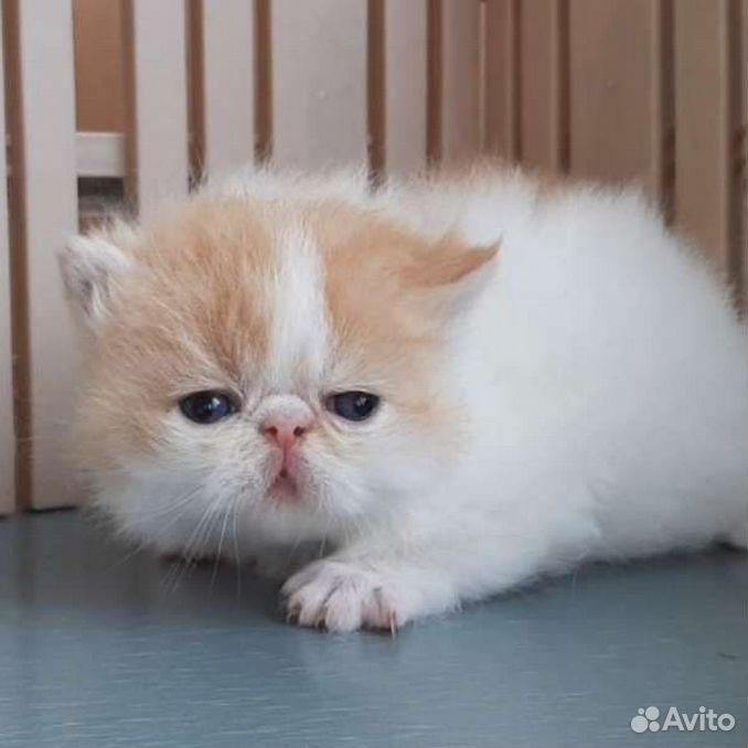 Мимишка экзот