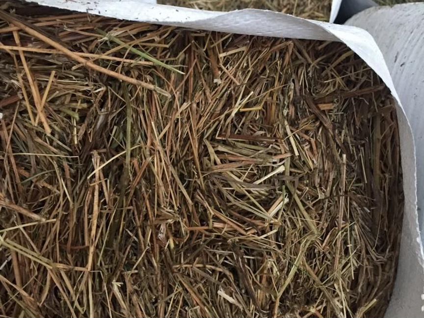 Сено в брикетах