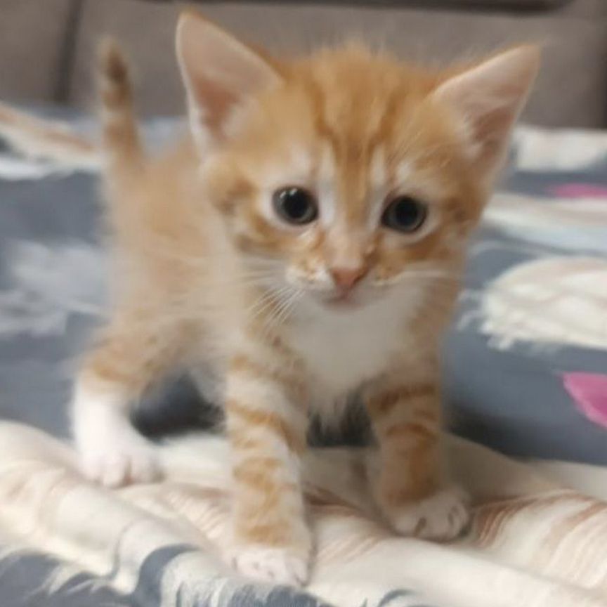 Котёнок в добрые руки