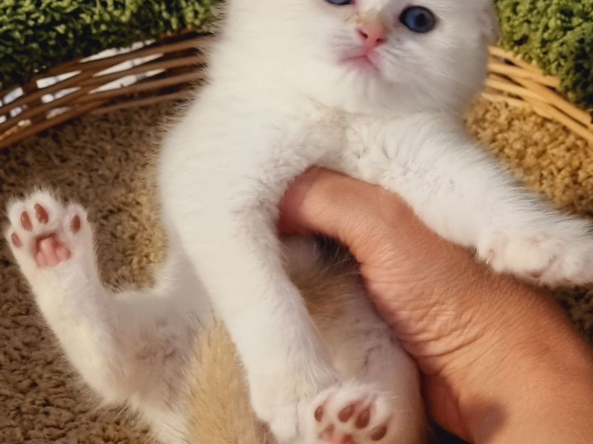 Шотландская сдобная булочка (девочка) SFSby1233